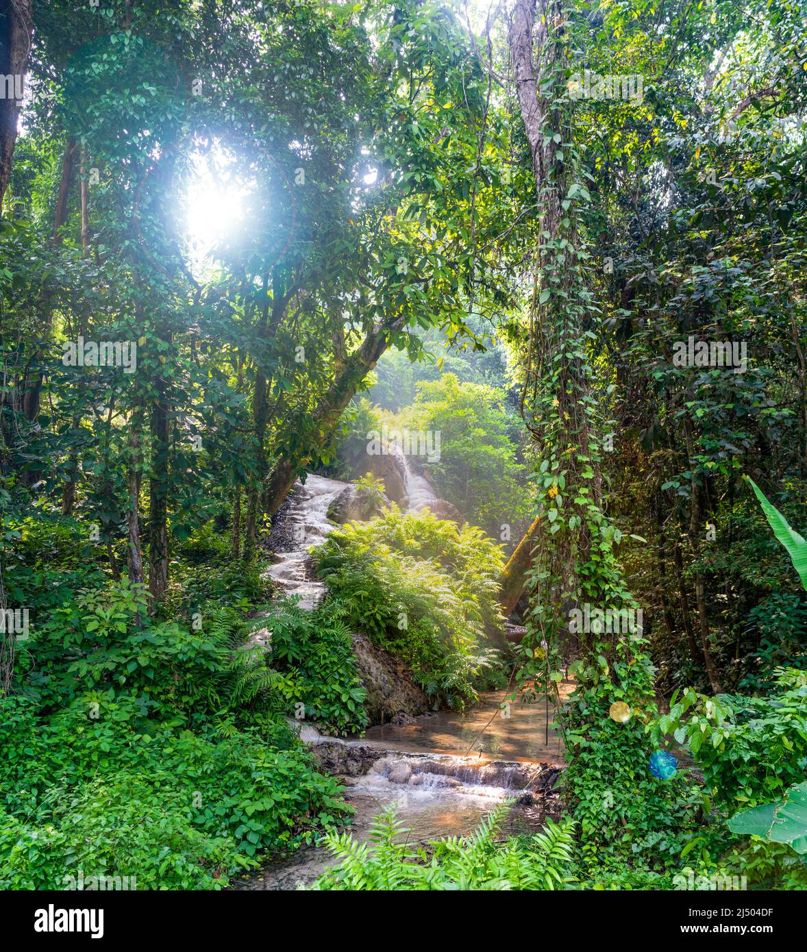 Jungle rainforest trees hi-res stock photography and images - Alamy