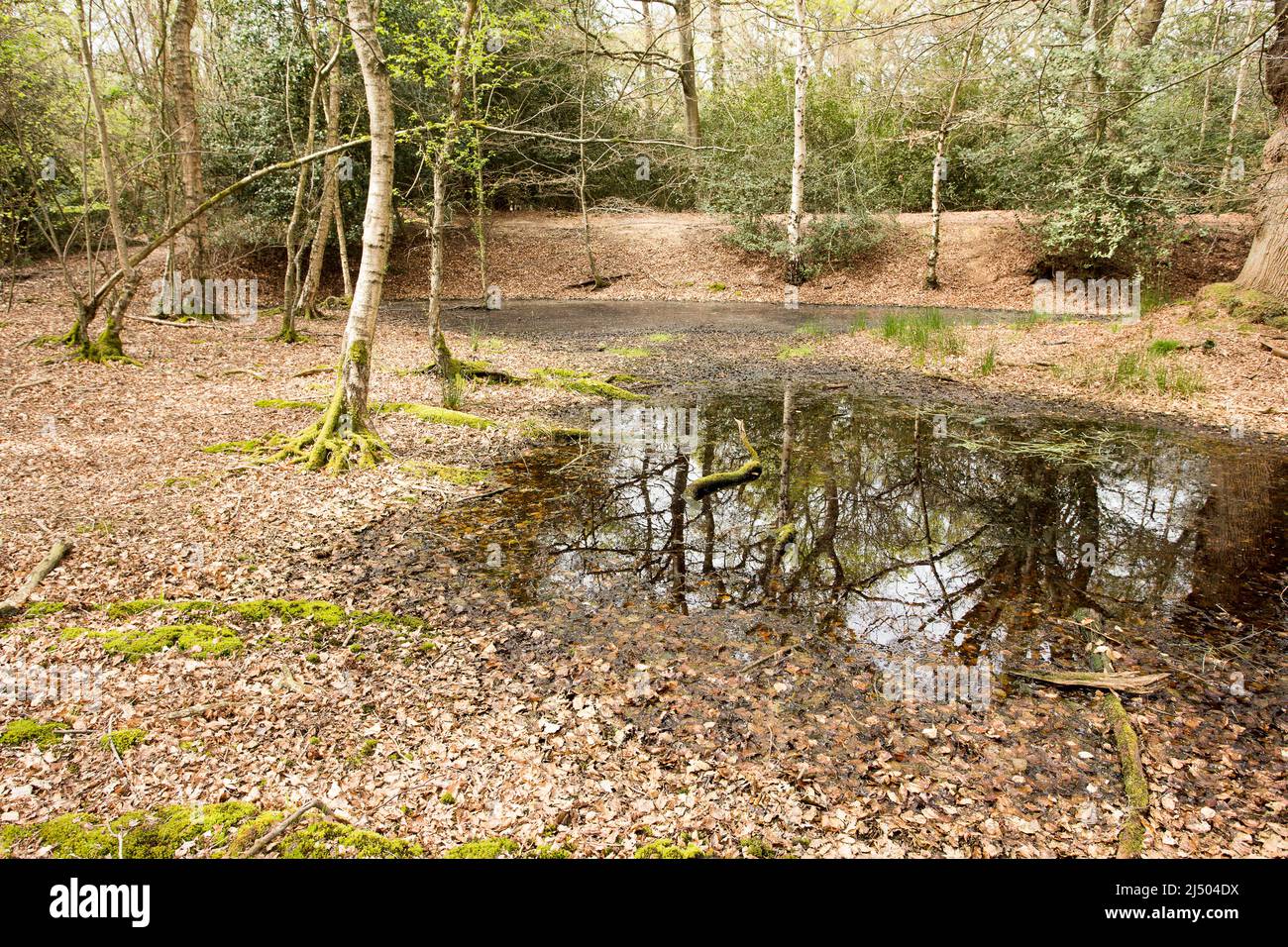 Thames Valley Bog Epping Forest Essex, England UK Europe Stock Photo ...
