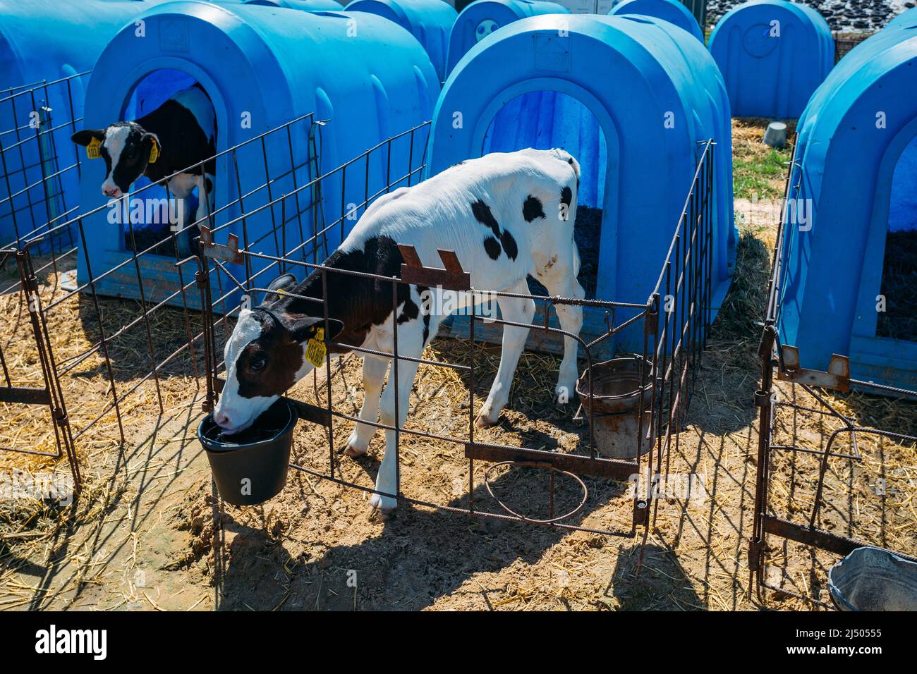 Young calves in blue calf-houses at diary farm Stock Photo - Alamy