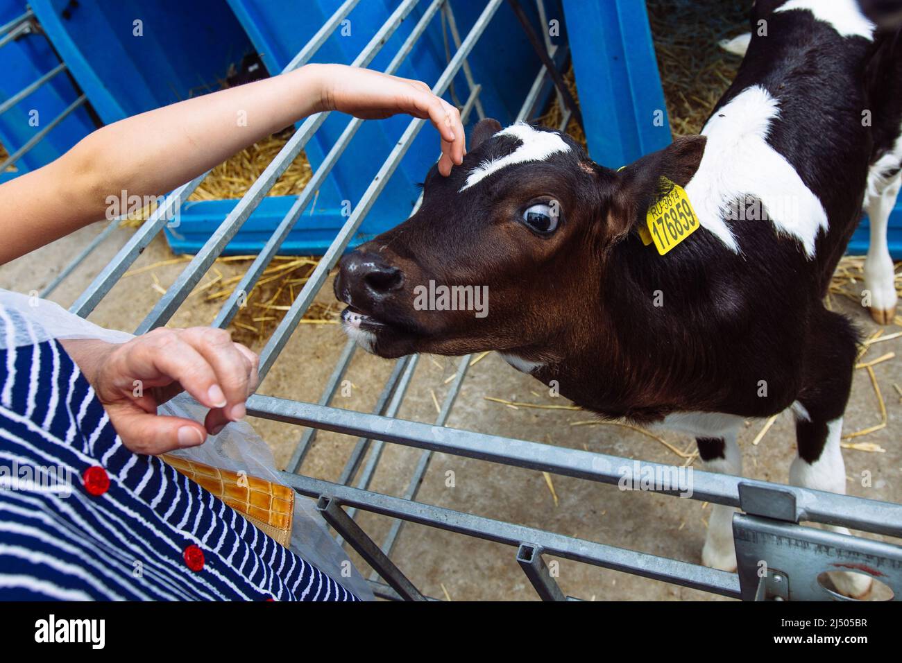 Baby's hand touches and strokes young curious calf Stock Photo - Alamy