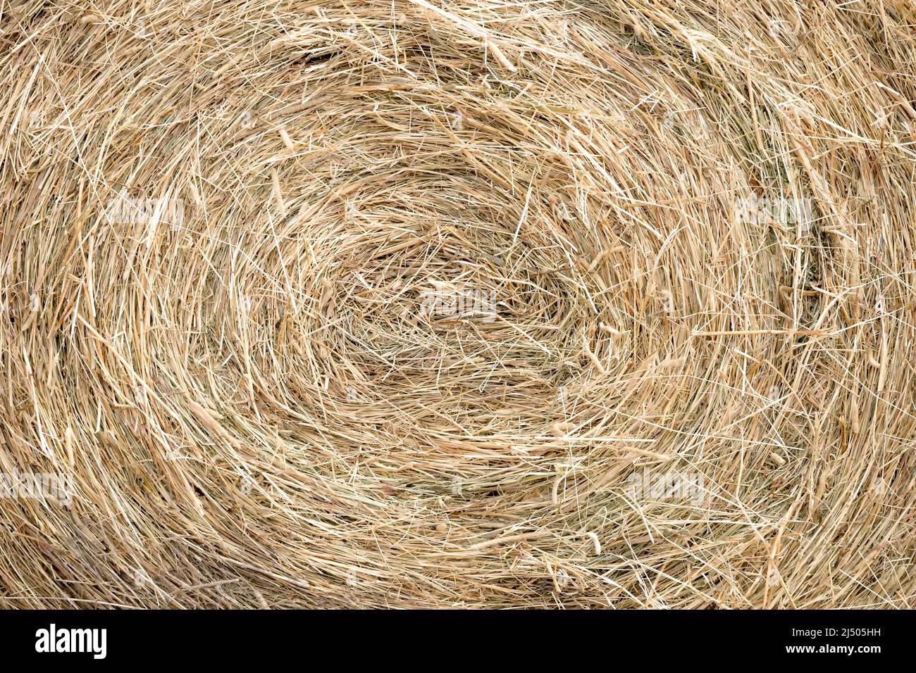 End of a round bale of hay. The straw pattern is circular. Closeup view ...