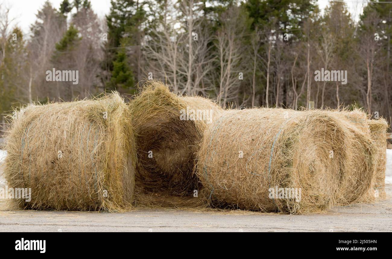 Bales of hay in a barnyard. Sky is overcast. Ground is wet and muddy ...
