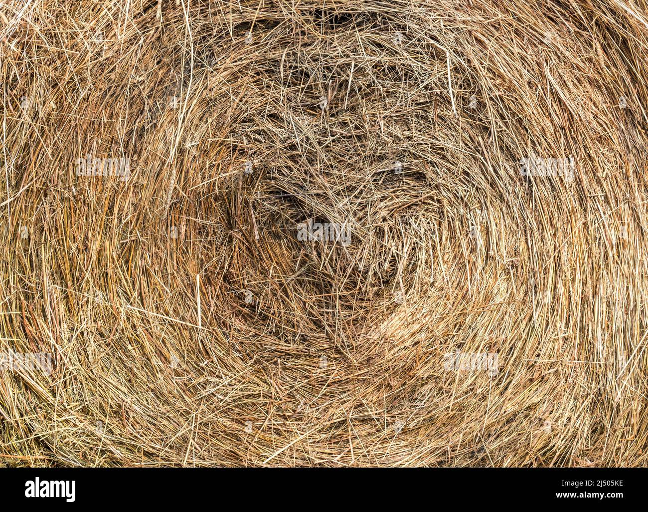 A closeup of a round bale of hay. This is the type of bale used on ...