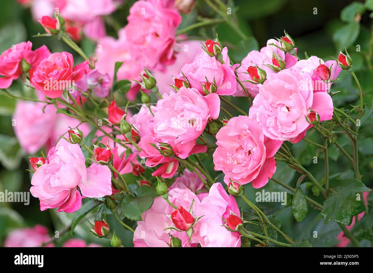 Pink Rose bush (Rosa `Bonica Stock Photo - Alamy