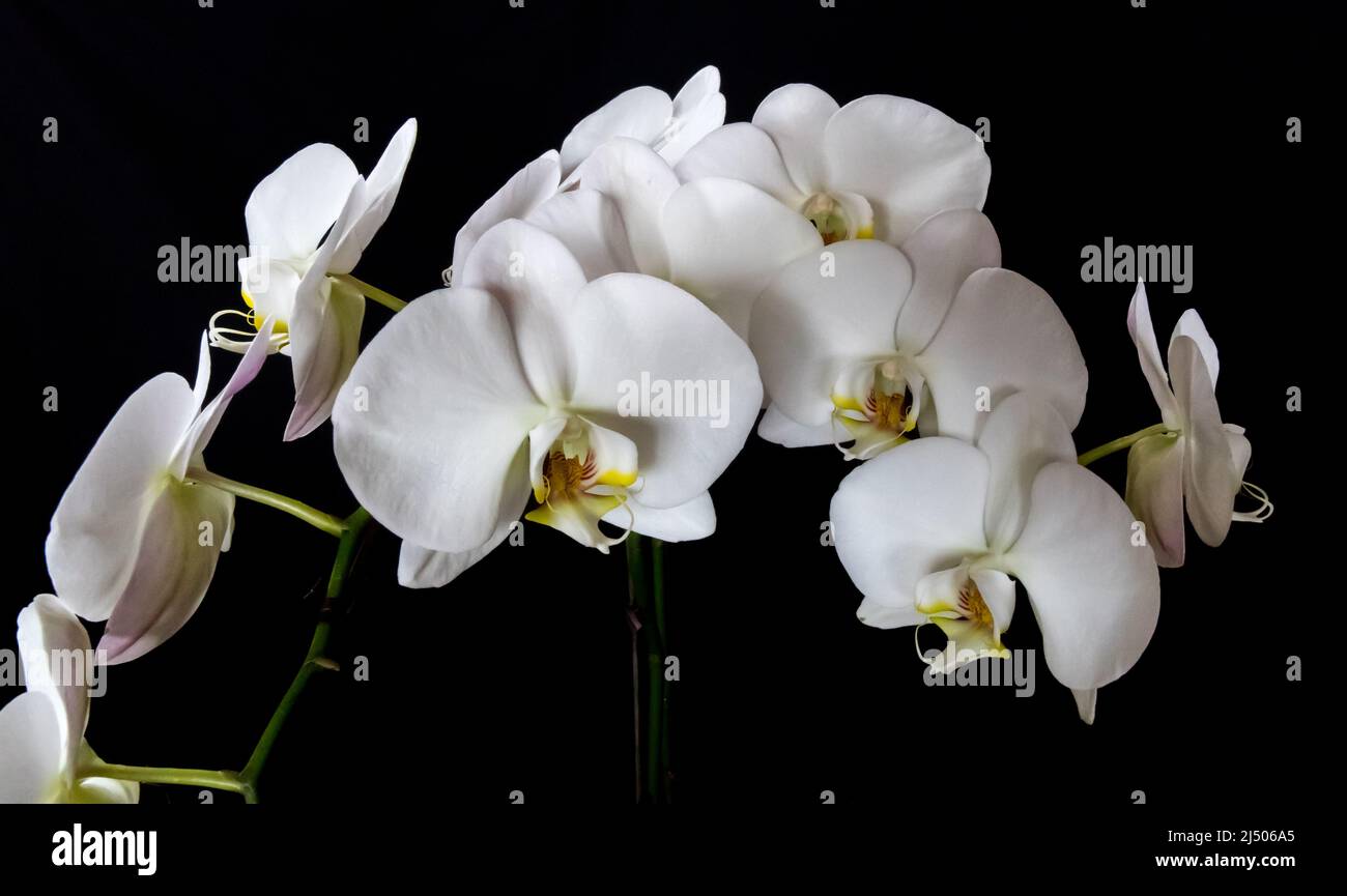 White orchids on a black background Stock Photo - Alamy