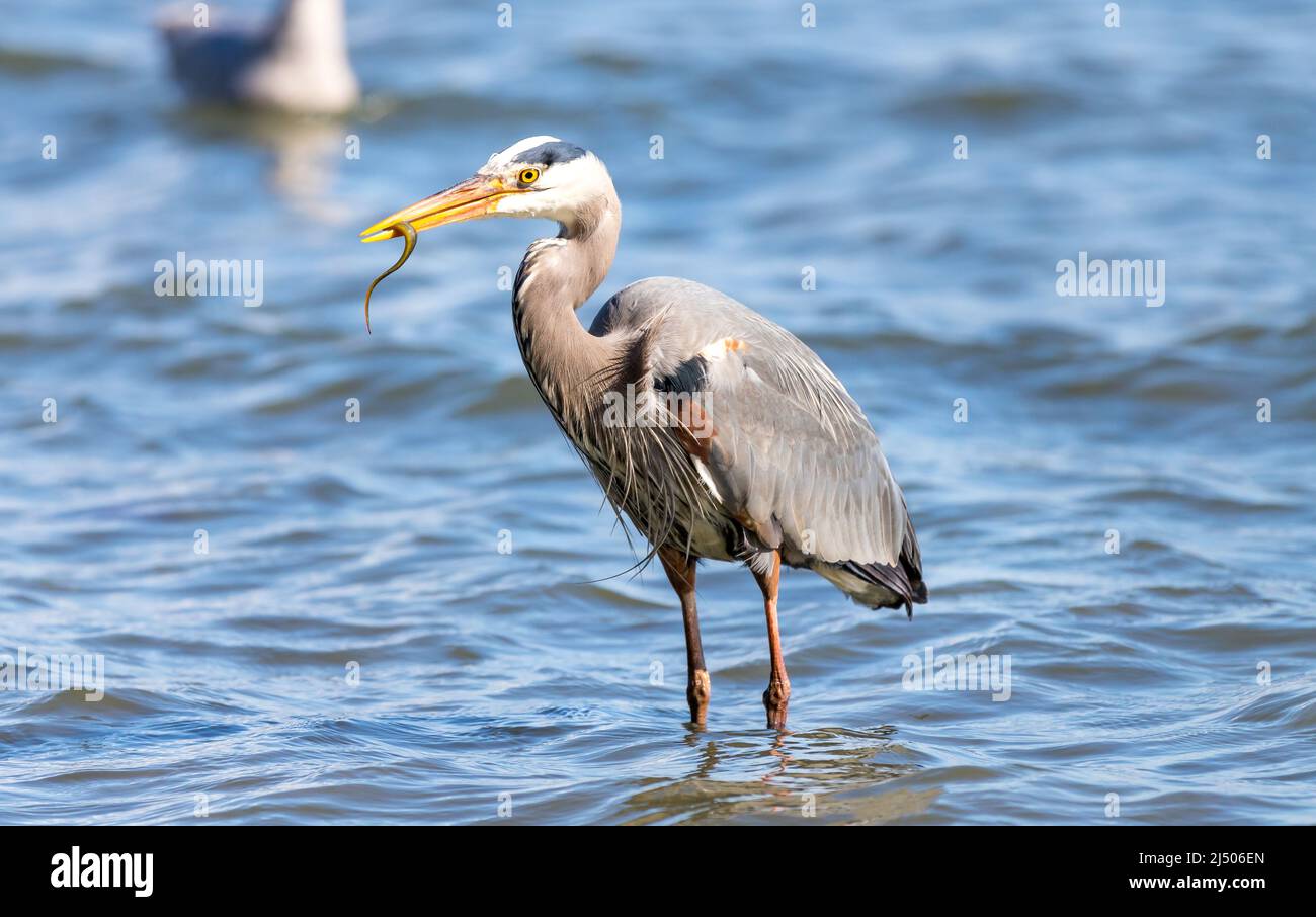 A great blue heron " Ardea herodias "eating a fish Stock Photo - Alamy