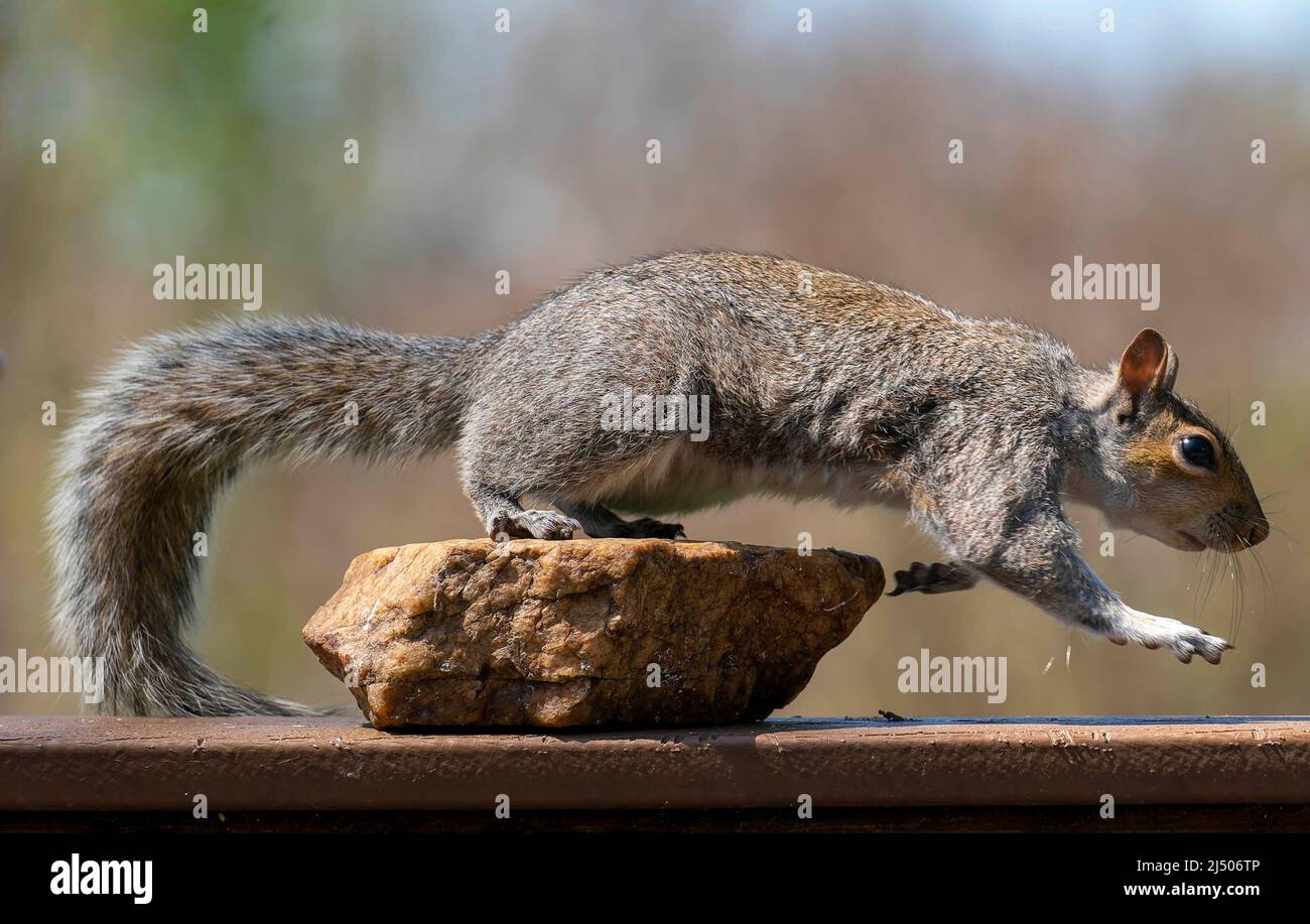 Squirrel jumps off a smooth stone Stock Photo - Alamy