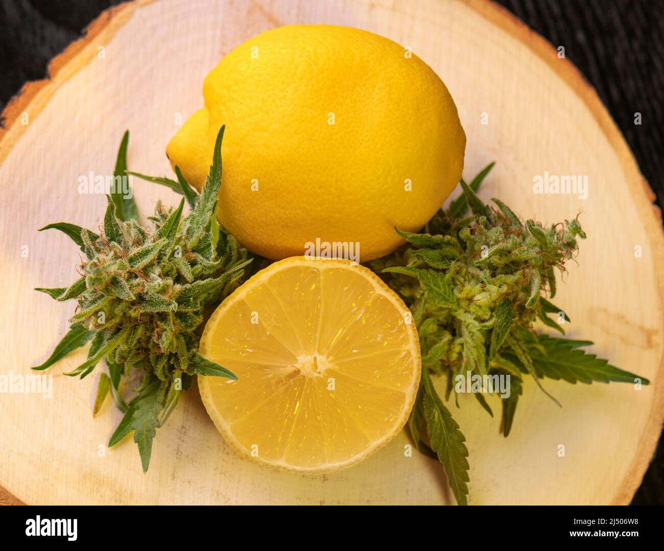 Close up of fresh Cannabis buds and lemons, cannabis cooking concept ...