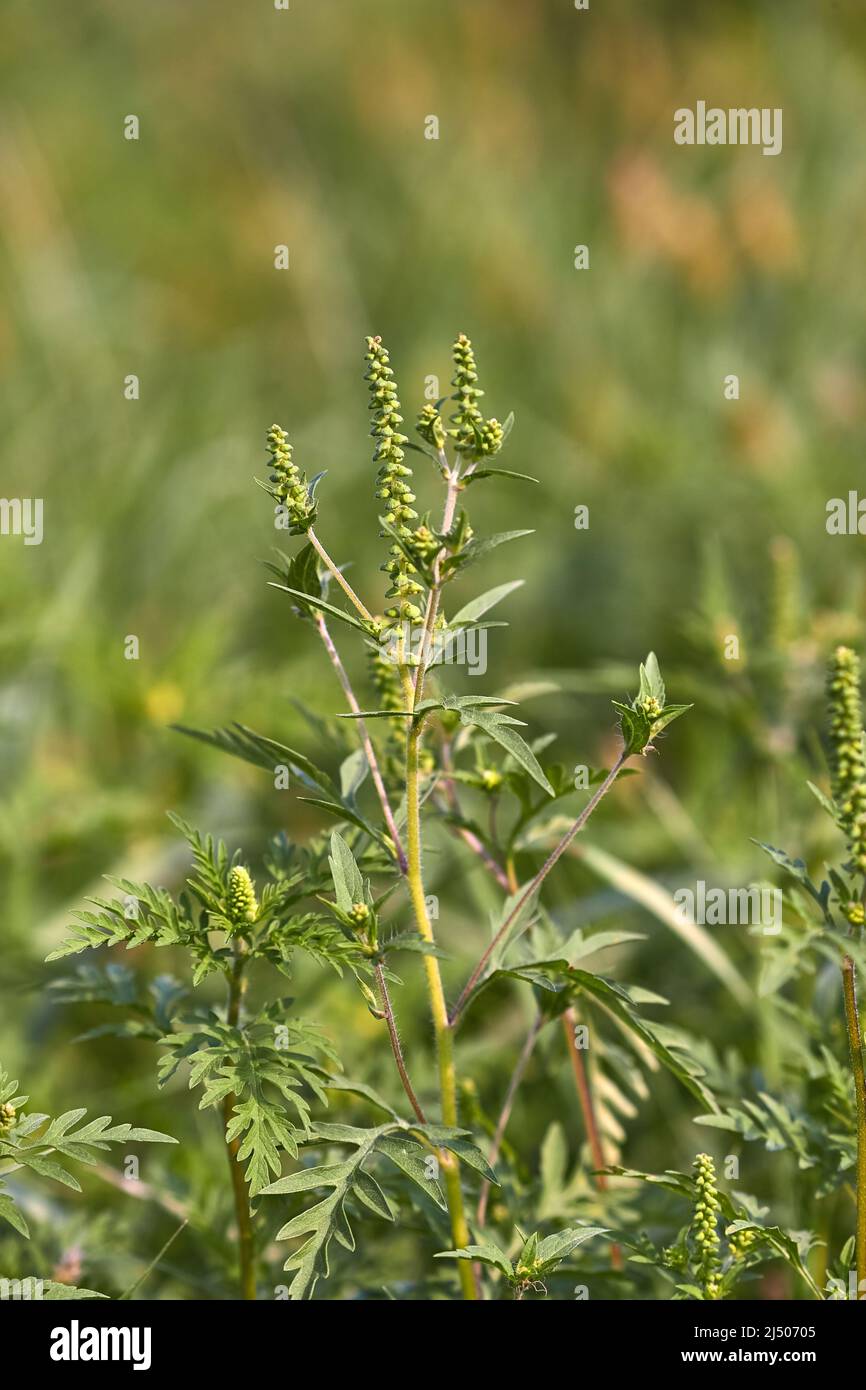 Common ragweed hi-res stock photography and images - Alamy