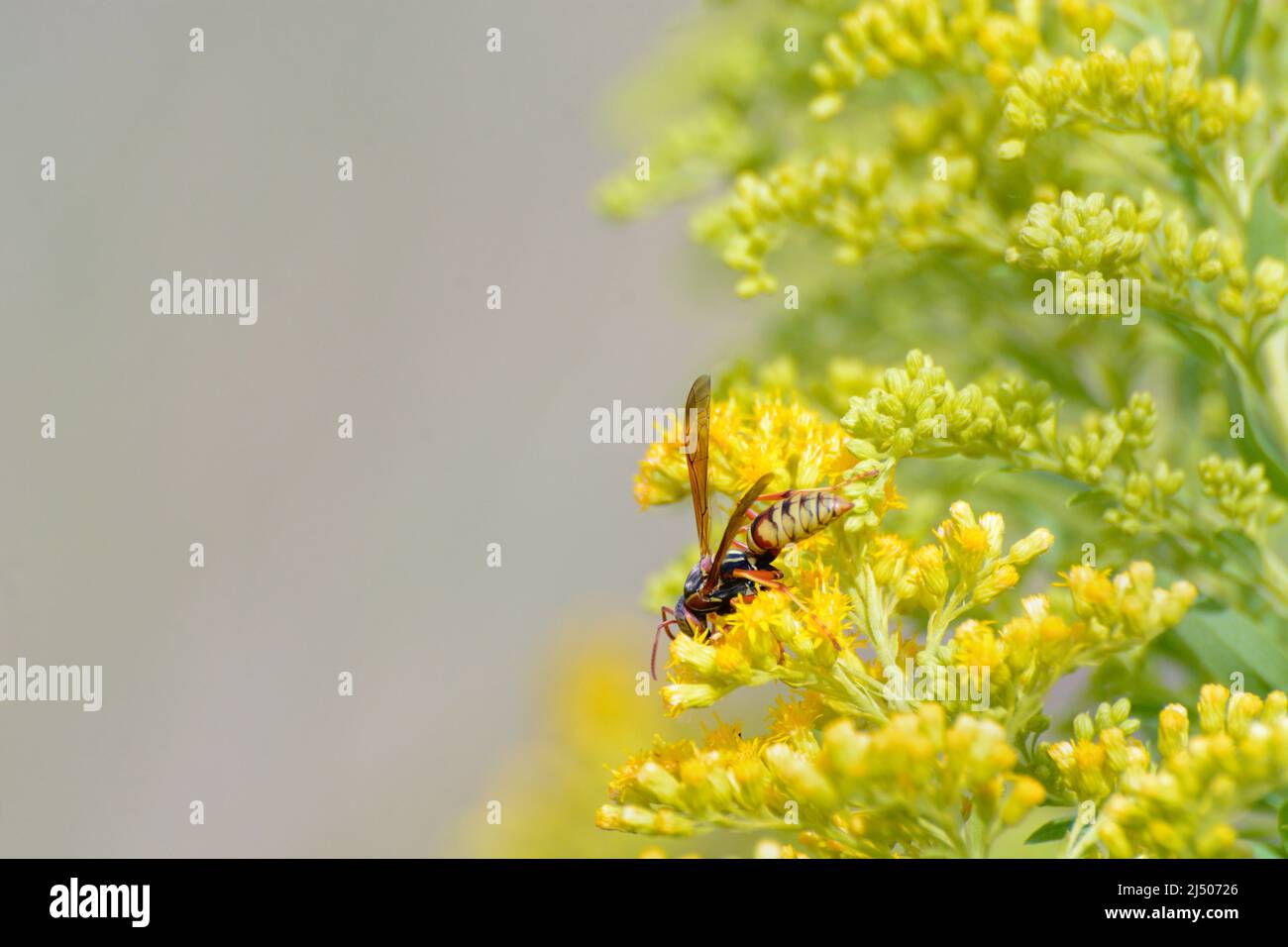 Paper wasp insect gathering nectar on yellow flowers Stock Photo - Alamy