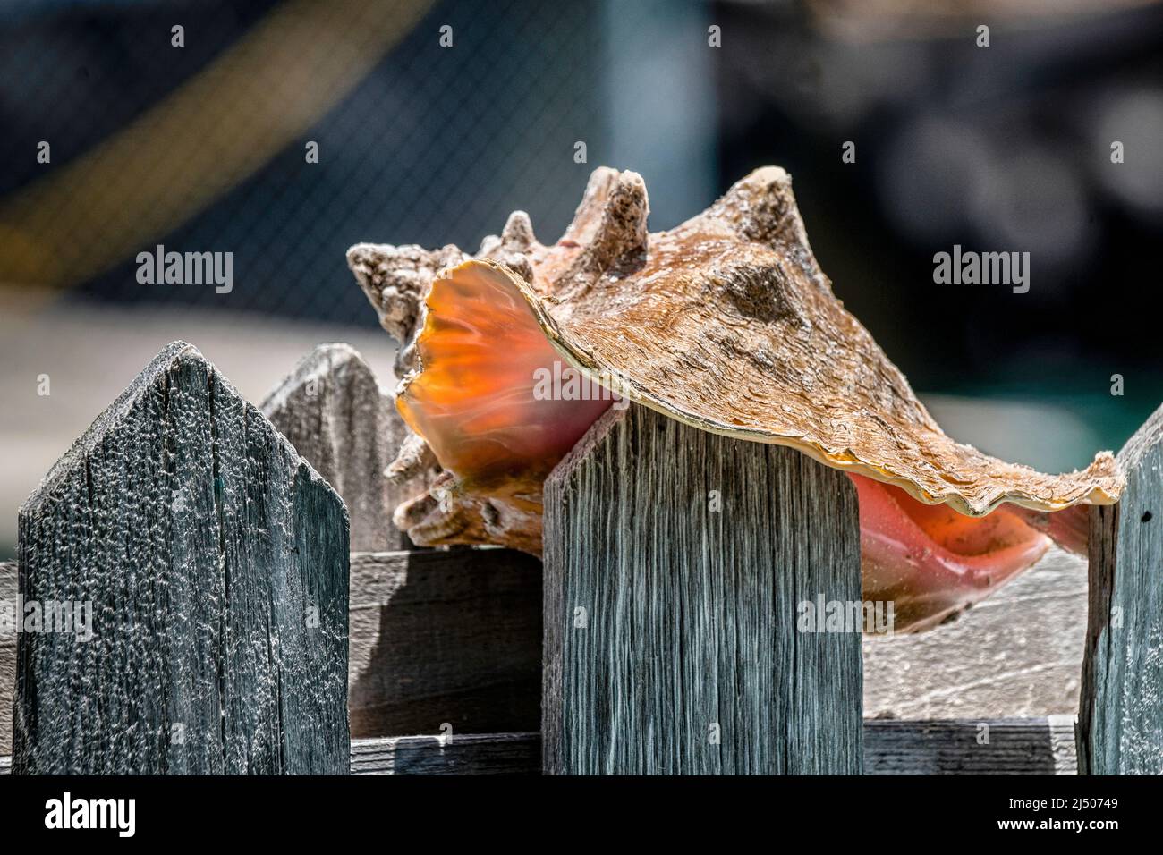 A single conch shell displayed on a wooden fence at a marina on Bimini ...