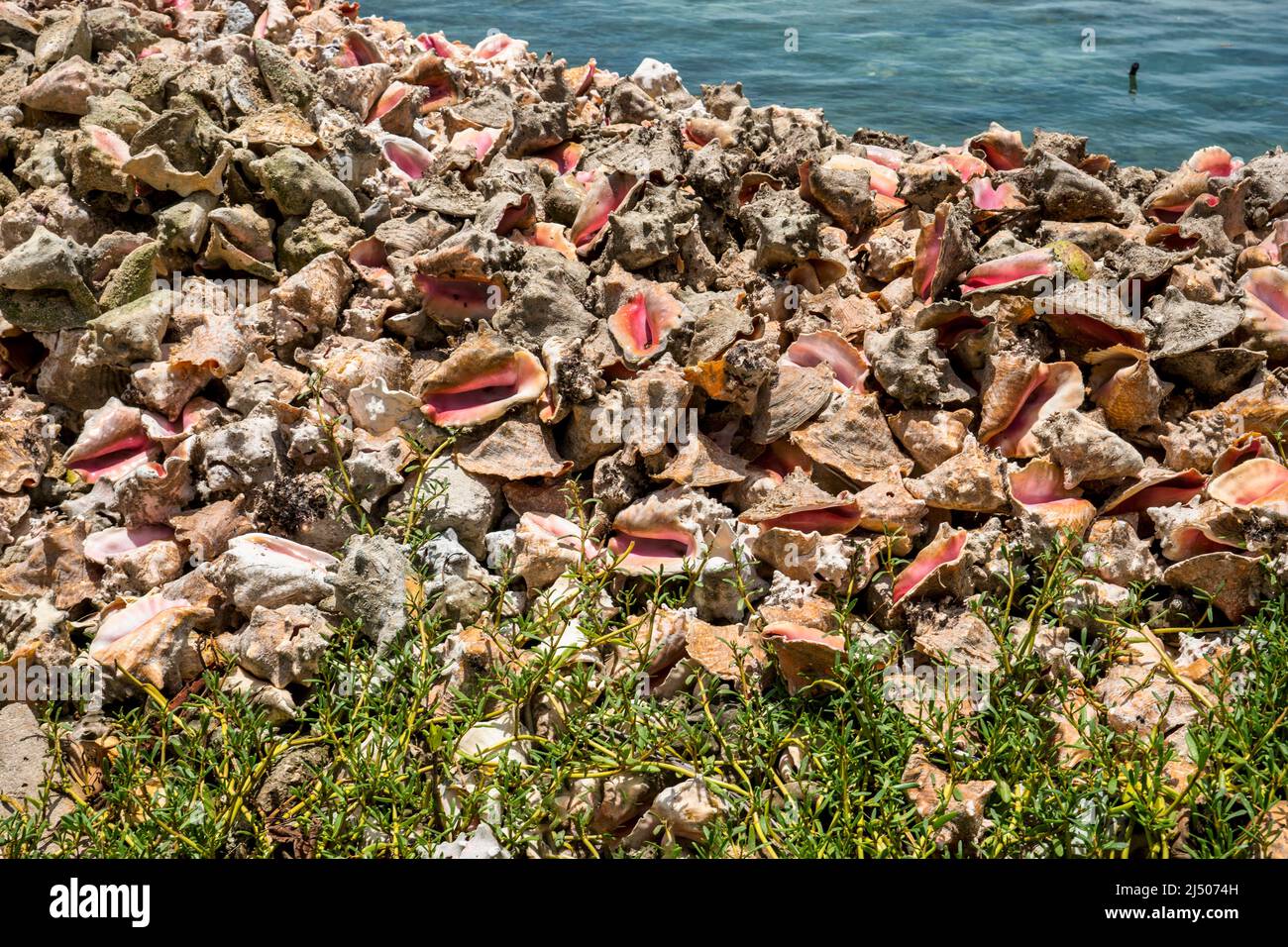 A waterside pile of conch shells at native Bahamian seafood restaurant ...