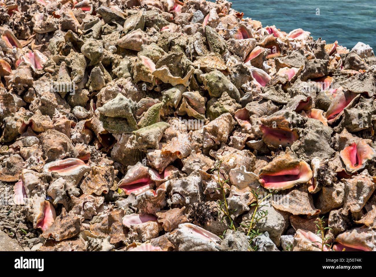 A waterside pile of conch shells at native Bahamian seafood restaurant ...