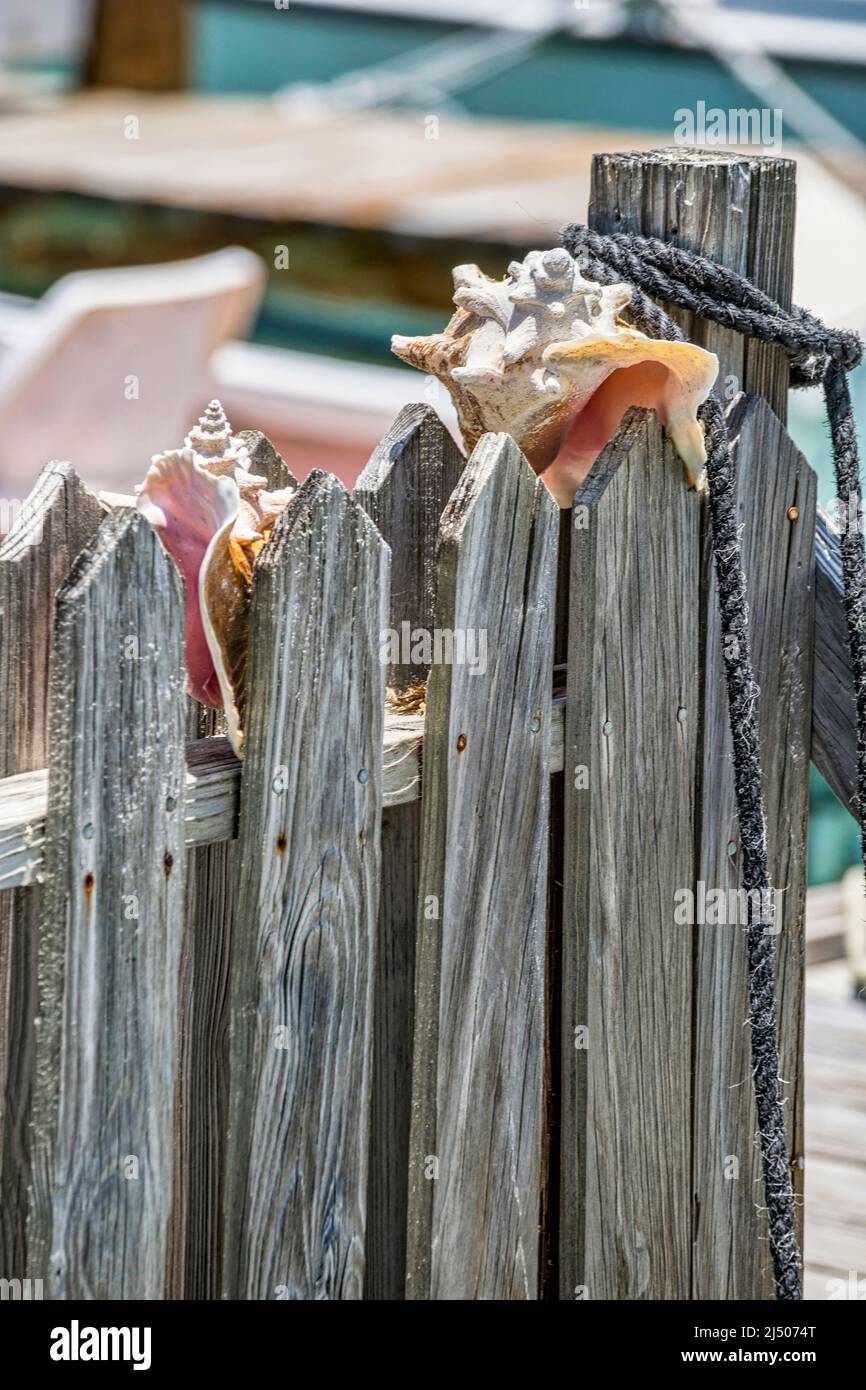 Conch shells displayed on a wooden fence at a marina on Bimini in the ...