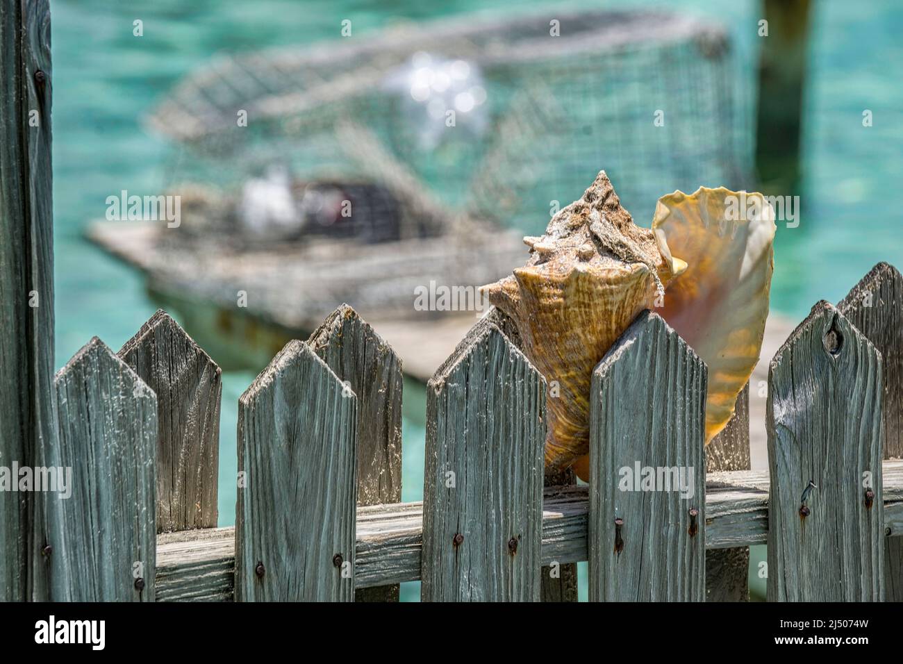 A single conch shell displayed on a wooden fence at a marina on Bimini ...
