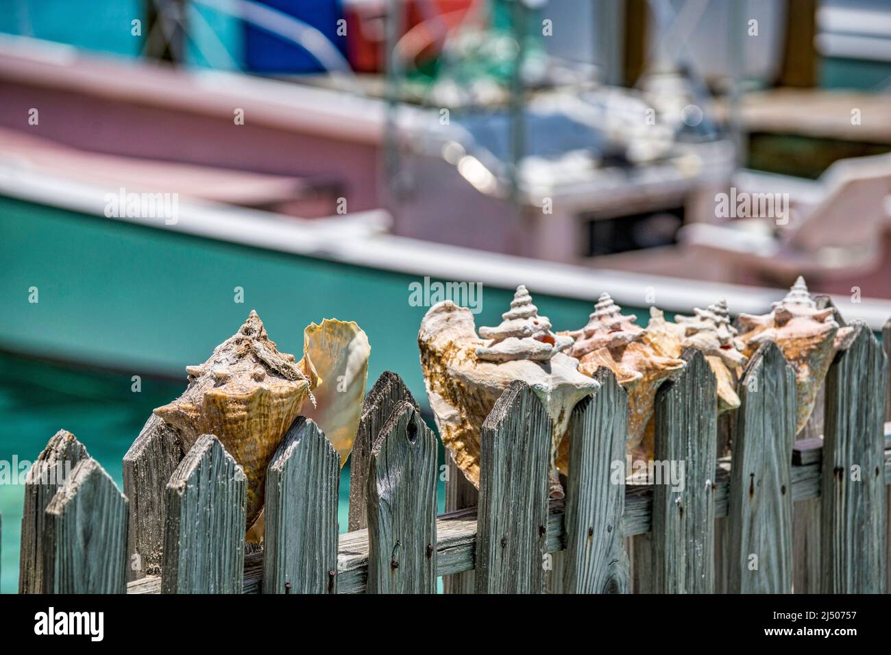 Conch shells displayed on a wooden fence at a marina on Bimini in the ...