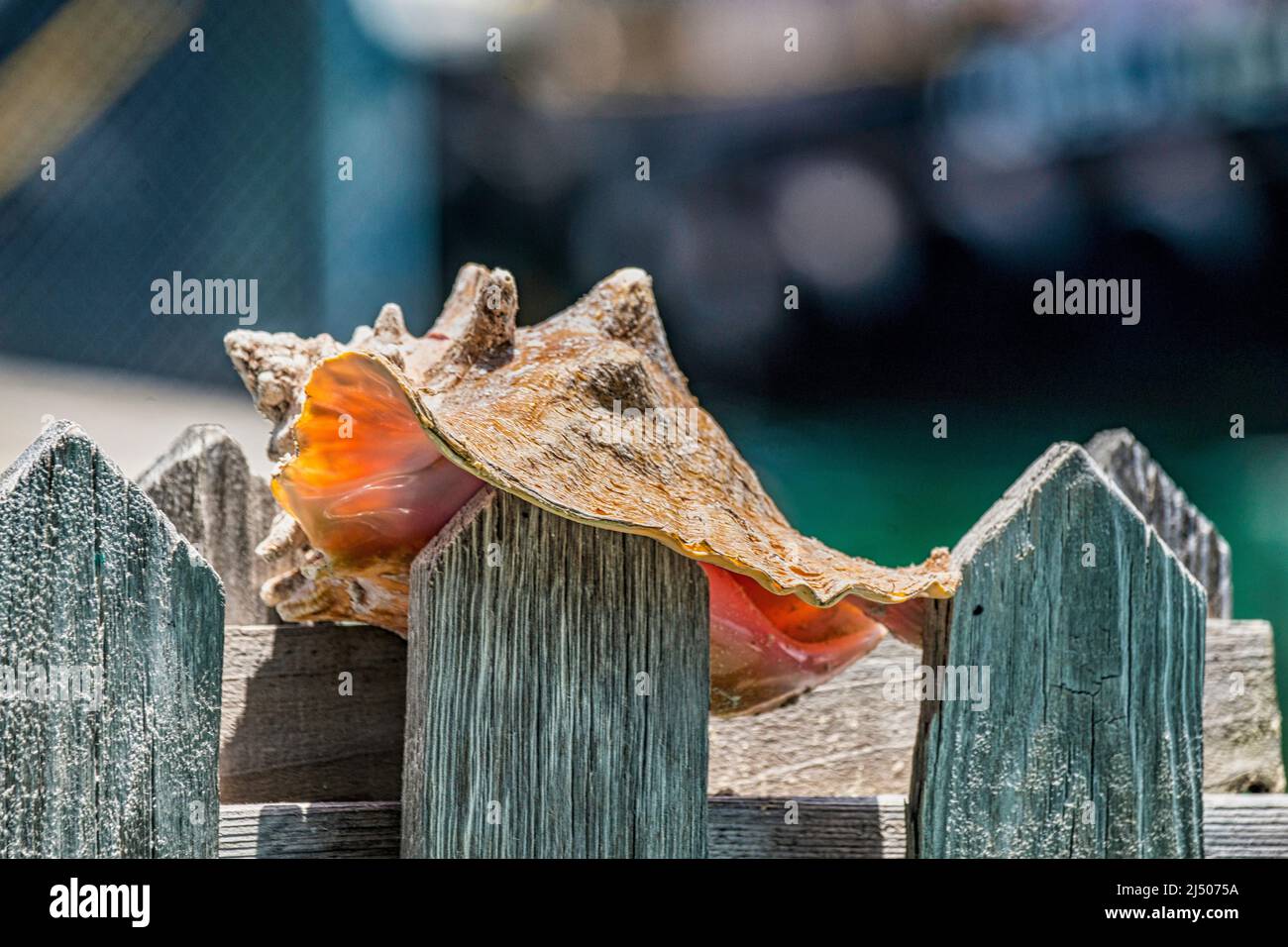 A single conch shell displayed on a wooden fence at a marina on Bimini ...