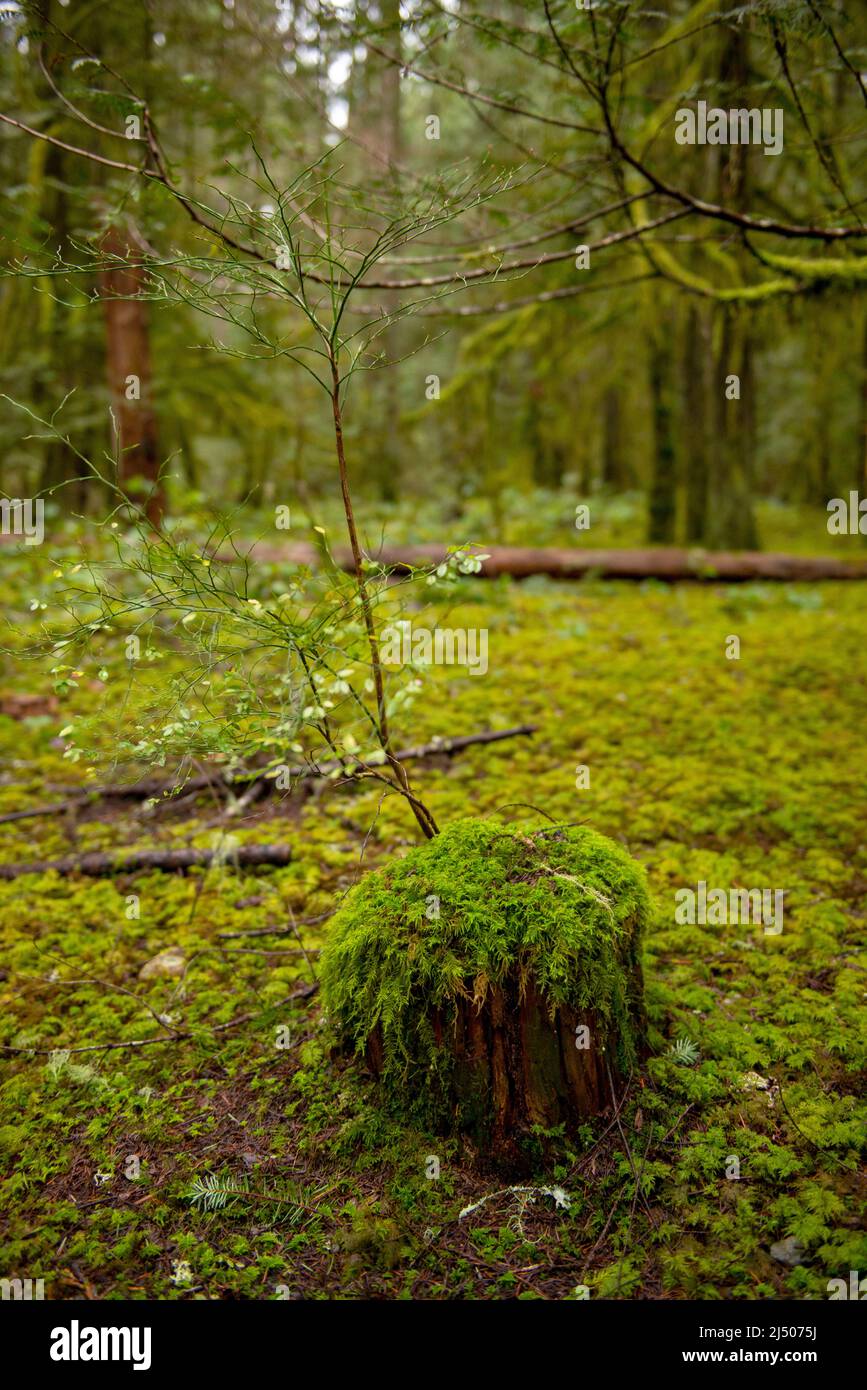 Old growth forest covered in moss, temperate rainforest view taken in ...