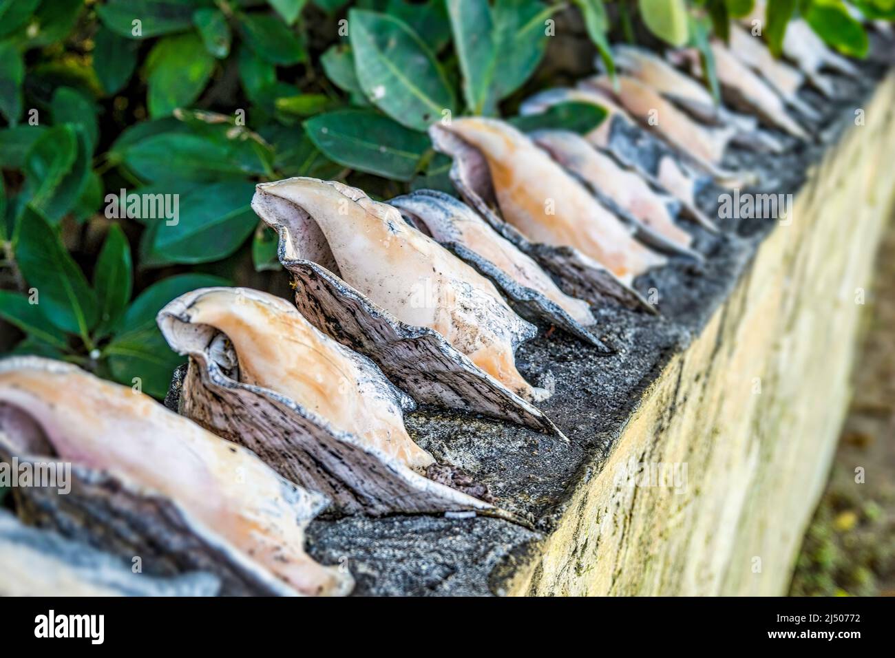 Weathered conch shells line a concrete wall on the Kings Highway in ...