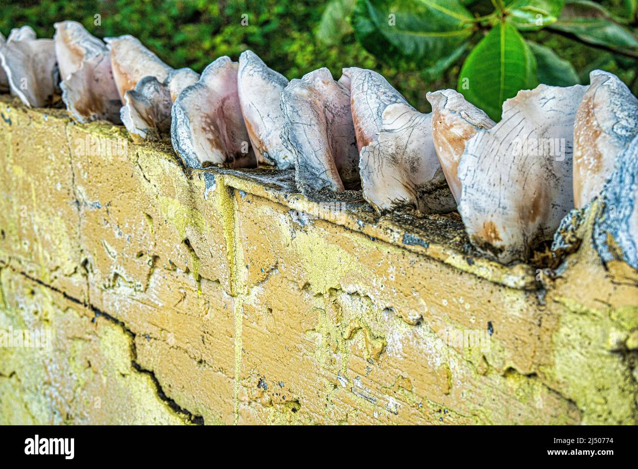 Weathered conch shells line a concrete wall on the Kings Highway in ...