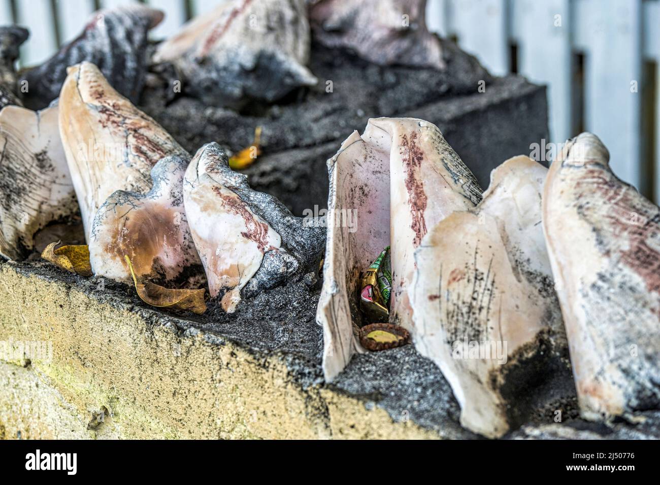 Trash stuck in weathered conch shells lining a concrete wall on the ...