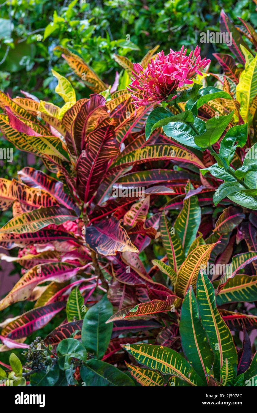 Croton Spotlight