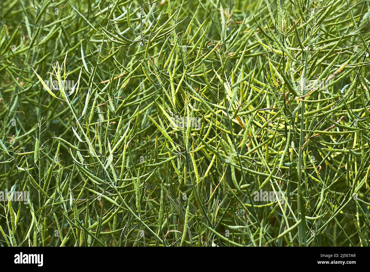 Rapeseed plant closeup Stock Photo - Alamy