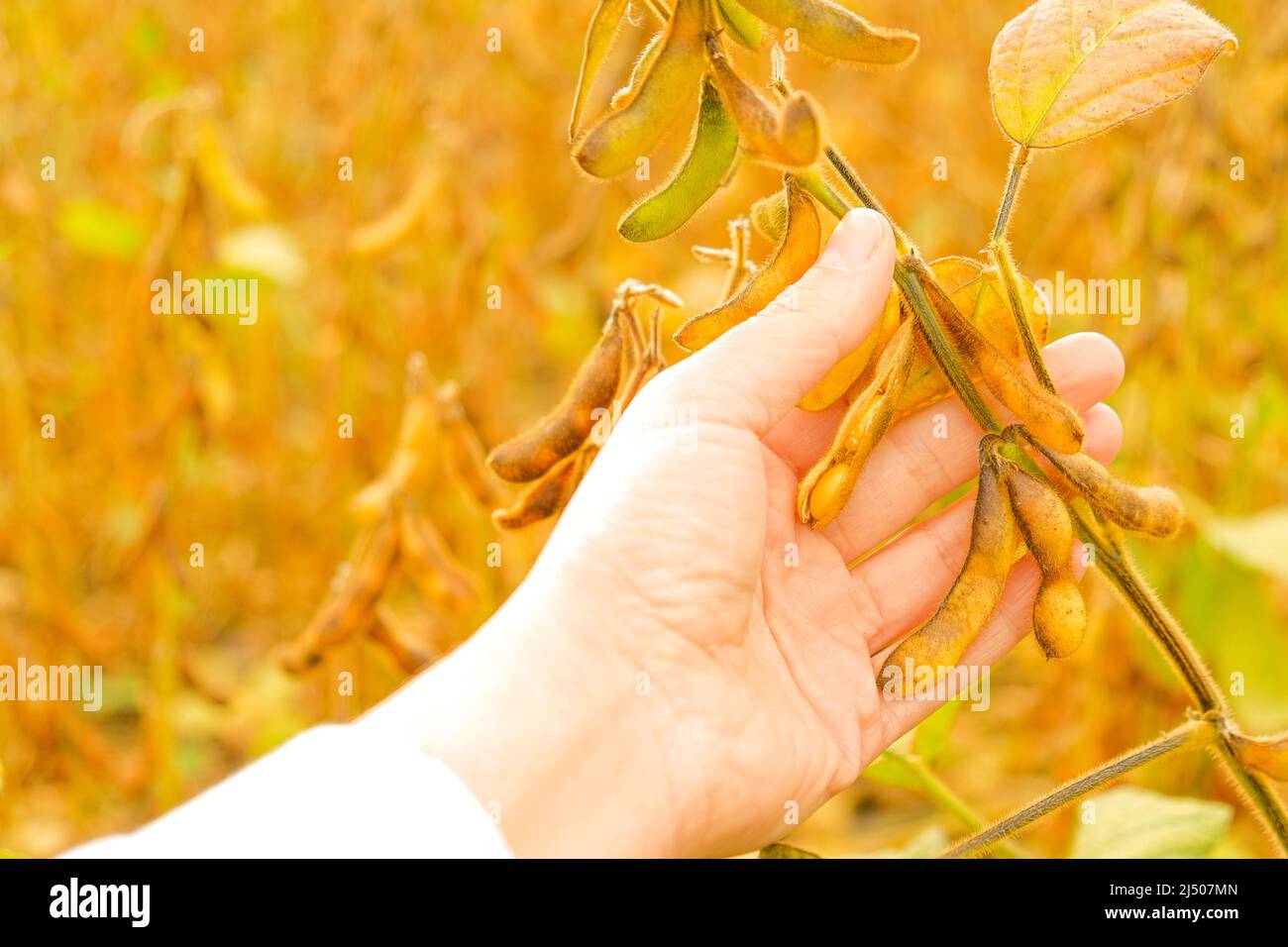 Farmer in soybean field. Pods of soybeans in a female hand .field of ...