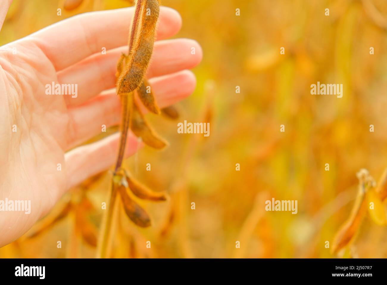 Farmer in soybean field. Pods of ripe soybeans in a female hand .field ...