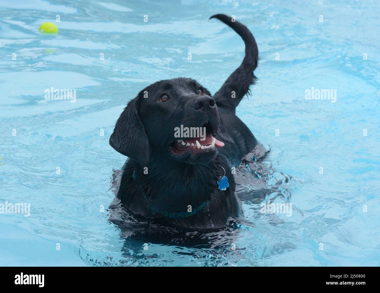 Happy black labrador retriever with smile in swimming pool waiting for ...