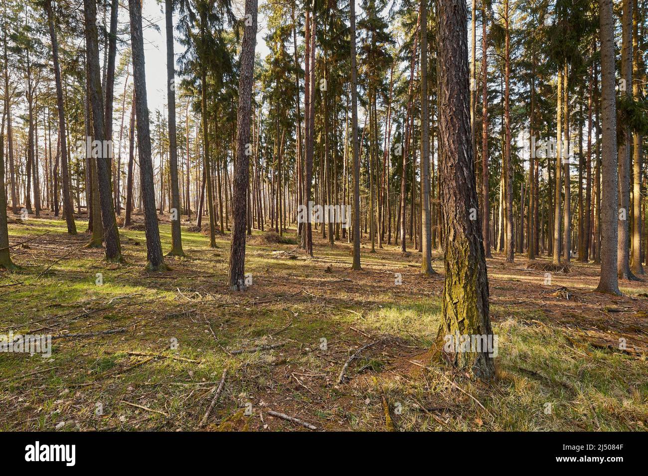 Forest of Pines Stock Photo - Alamy
