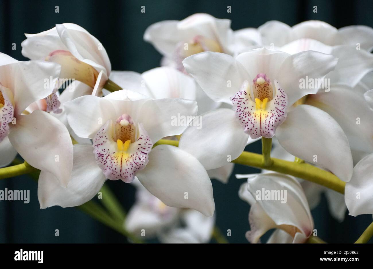 Purple cymbidium hi-res stock photography and images - Alamy