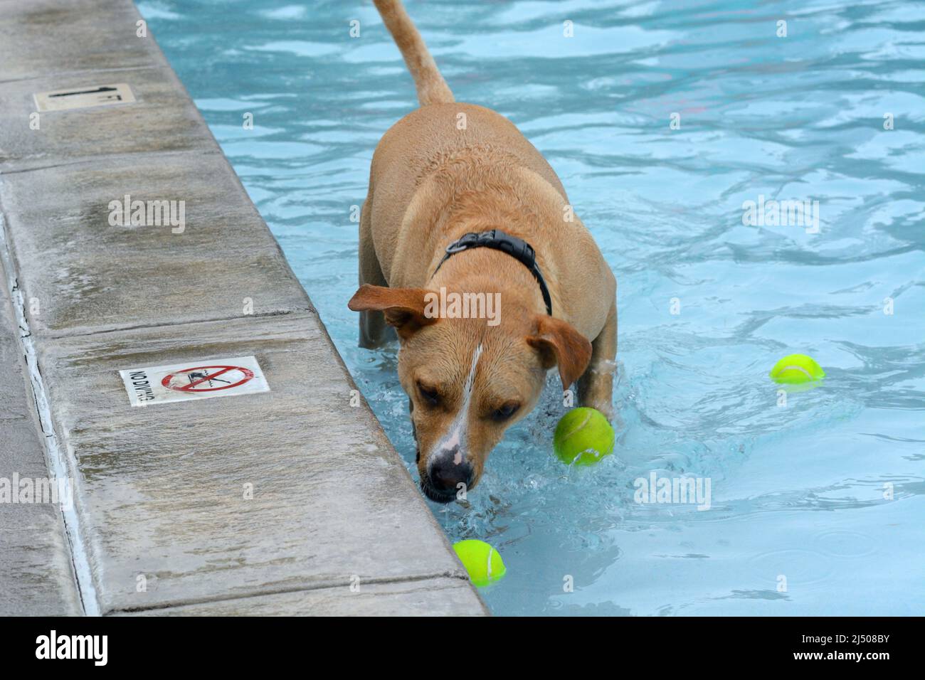 Brown mixed breed dog at edge of swimming pool trying to catch tennis ...