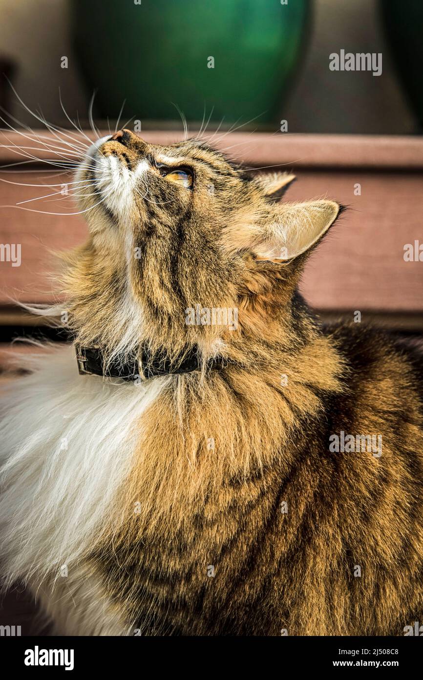 Fluffy cat looking up to watch birds fly overhead on a spring day Stock ...