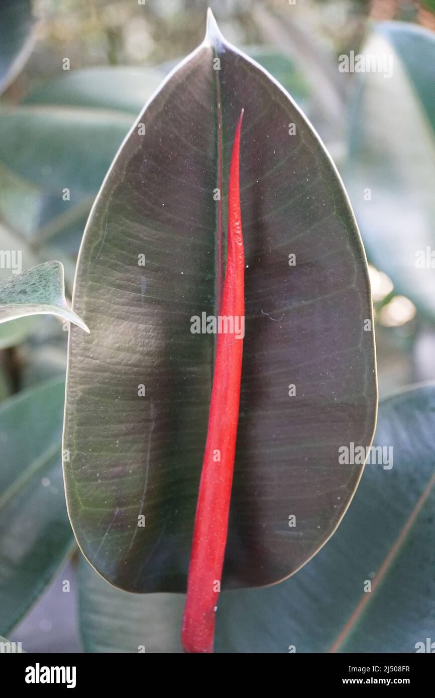 Ruby ficus hi-res stock photography and images - Alamy