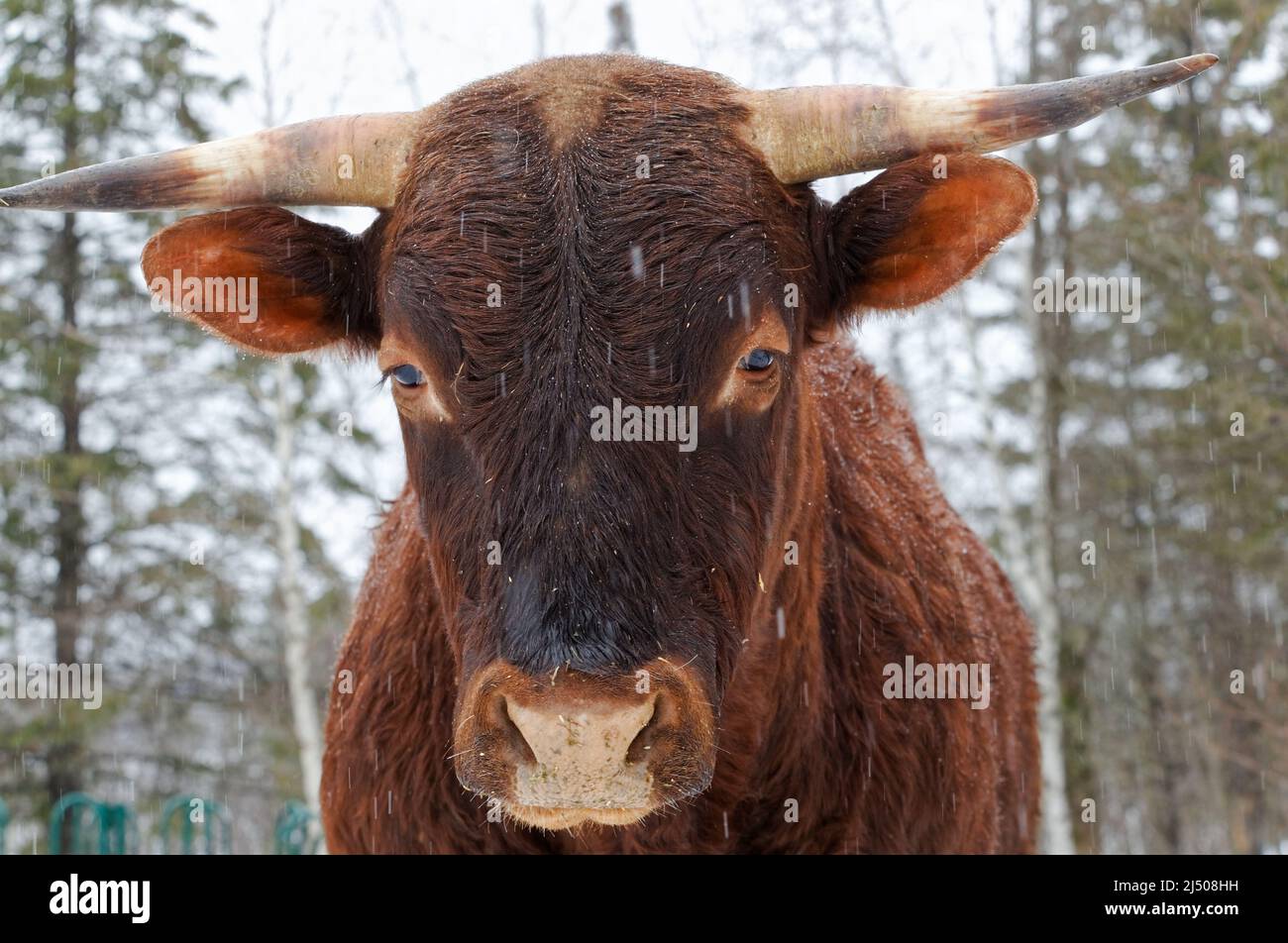 Beef cattle standing outside in the snow. Quebec,Canada Stock Photo - Alamy
