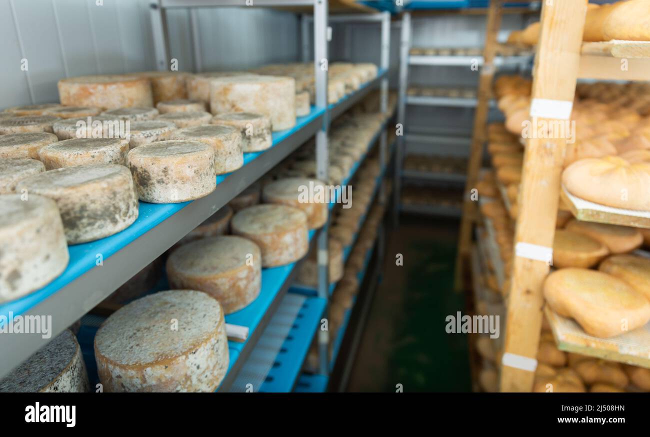 Wheels of sheep cheese on shelves in ripening room of cheese dairy ...