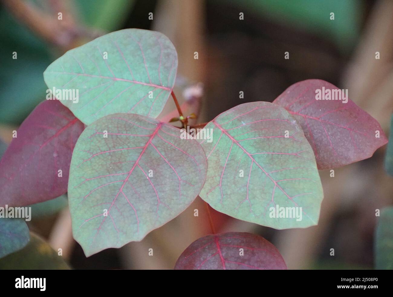 Close up of the green and red leaves of Caribbean Copper Plant Stock ...