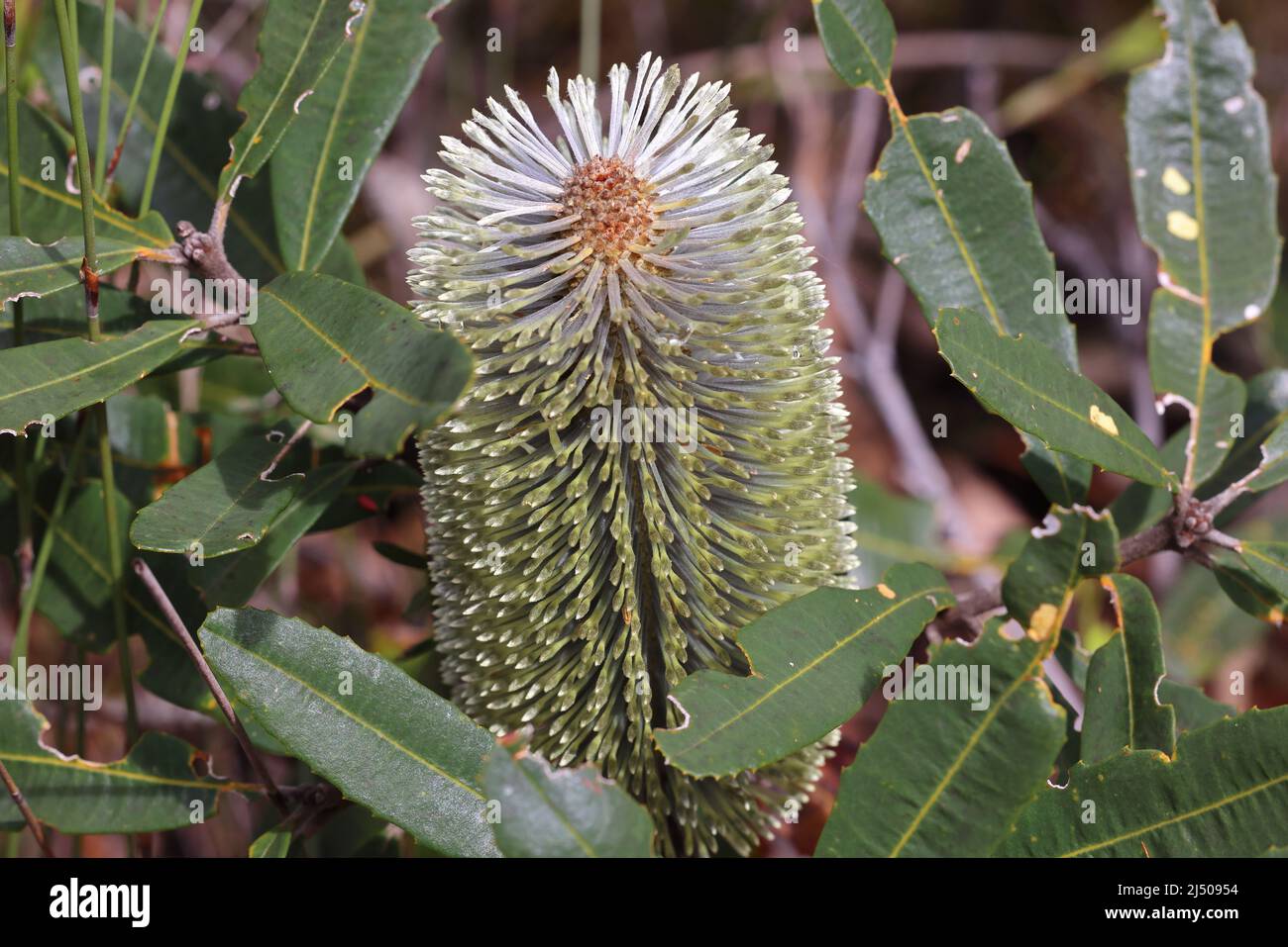 Rock or Fern-leaf Banksia plant in flower (Banksia oblongifolia Stock ...