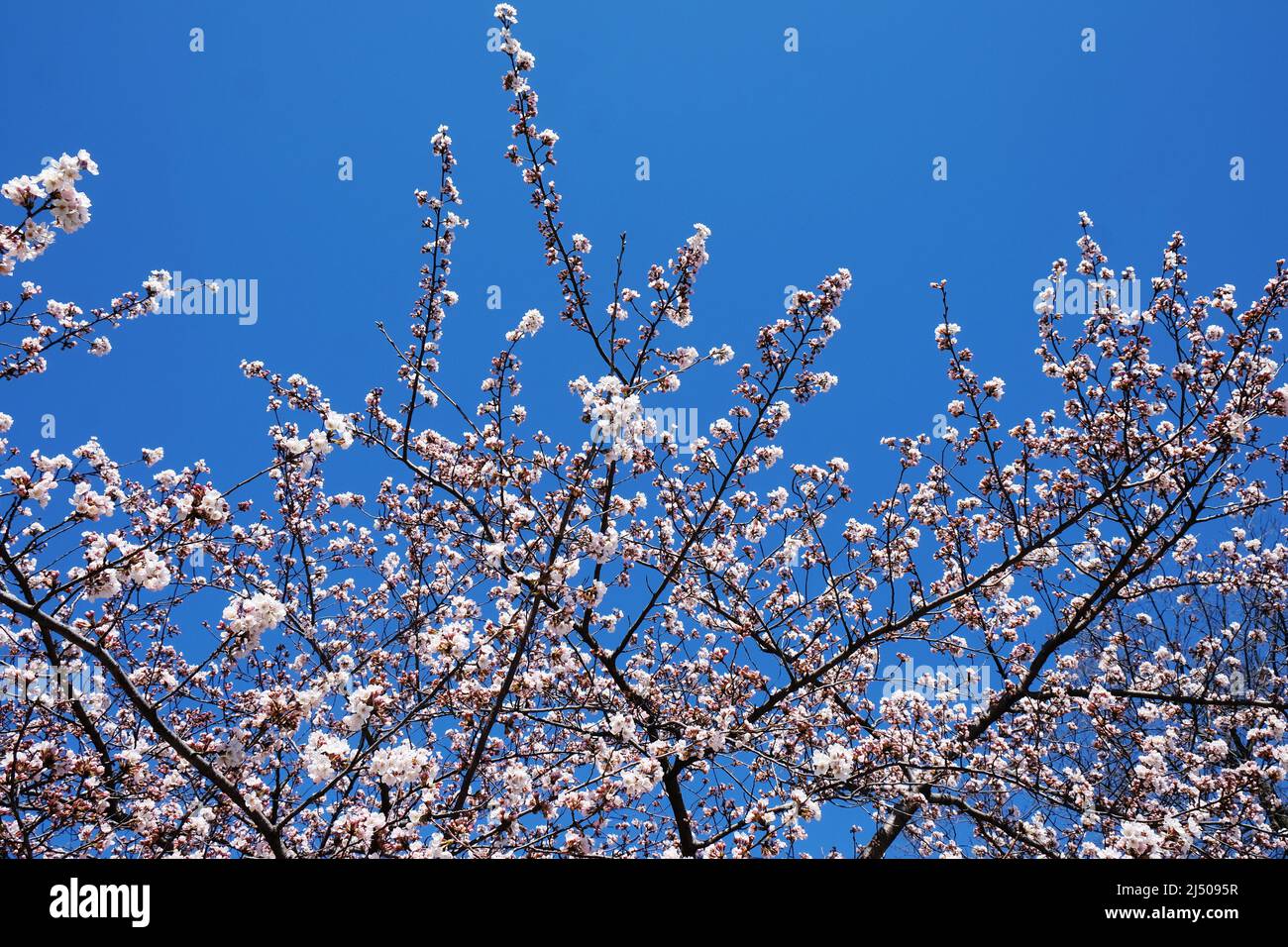 cherry blossoms in new york city april 2022 Stock Photo - Alamy