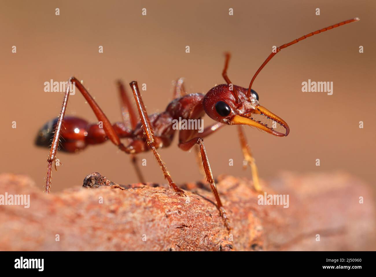 Australian sp hi-res stock photography and images - Alamy