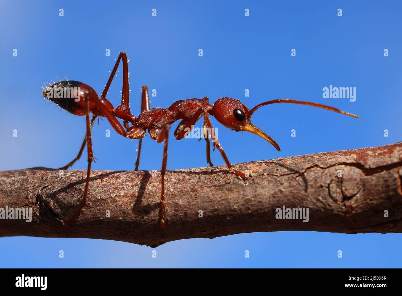 Australian Bull Ant walking on stick (Myrmecia sp Stock Photo - Alamy