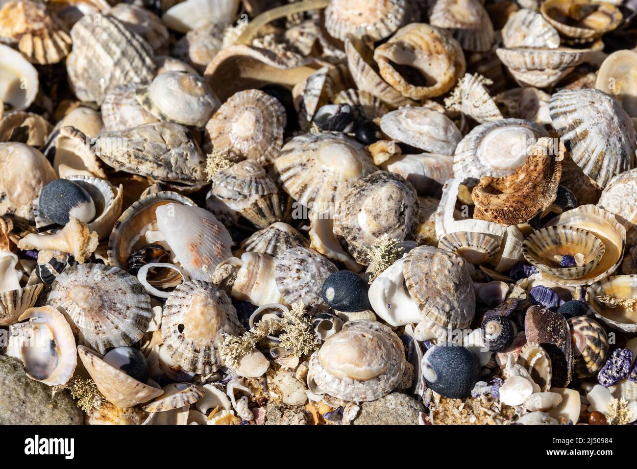 Sea Shells on beach Stock Photo - Alamy