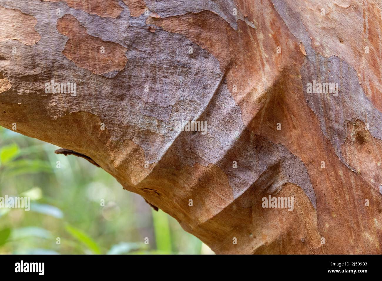 Trunk of an Australian Scribbly Gum Tree (Eucalyptus haemastoma Stock ...