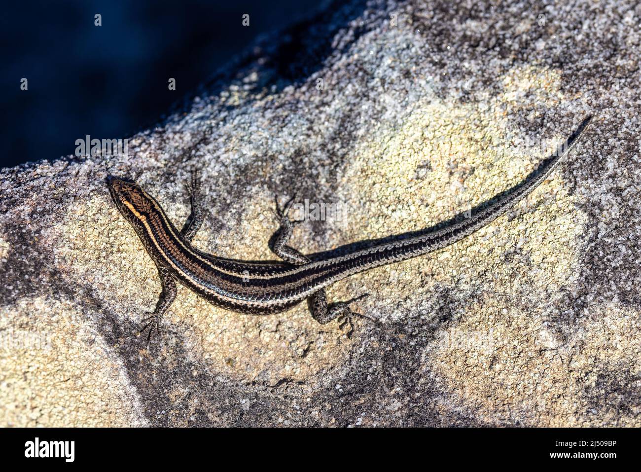 Snake eyed skink hi-res stock photography and images - Alamy