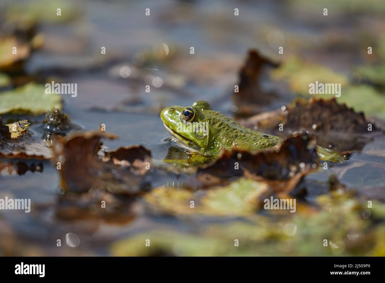 Unspoilt aquatic wilderness hi-res stock photography and images - Alamy