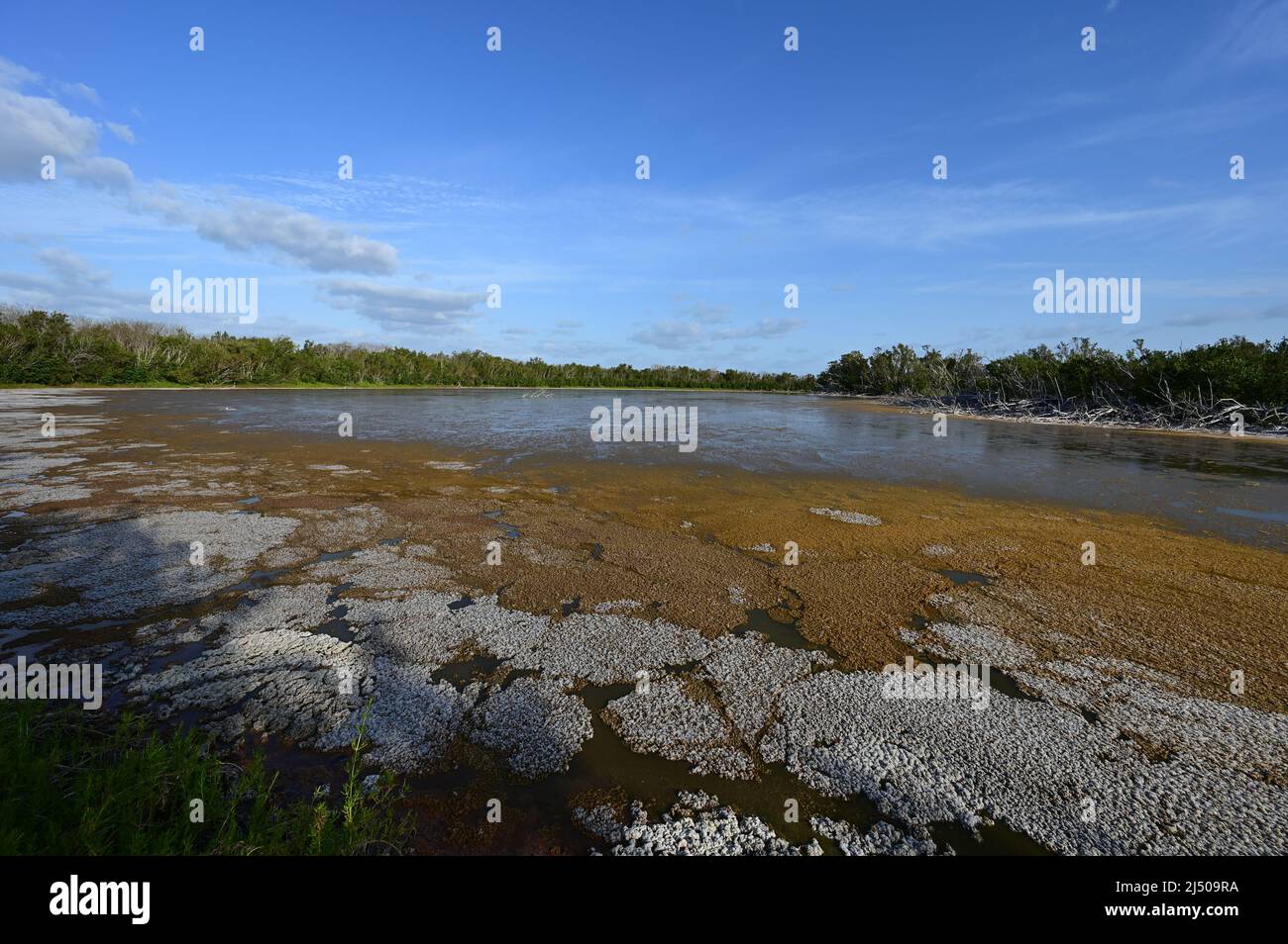 Algae bloom florida hi-res stock photography and images - Alamy