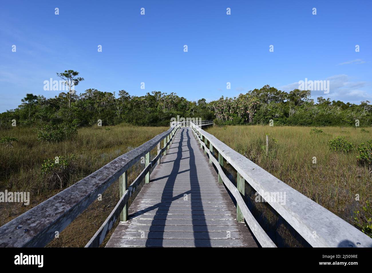 Mahogany Hammock boardwalk through natural hardwood hammock in ...