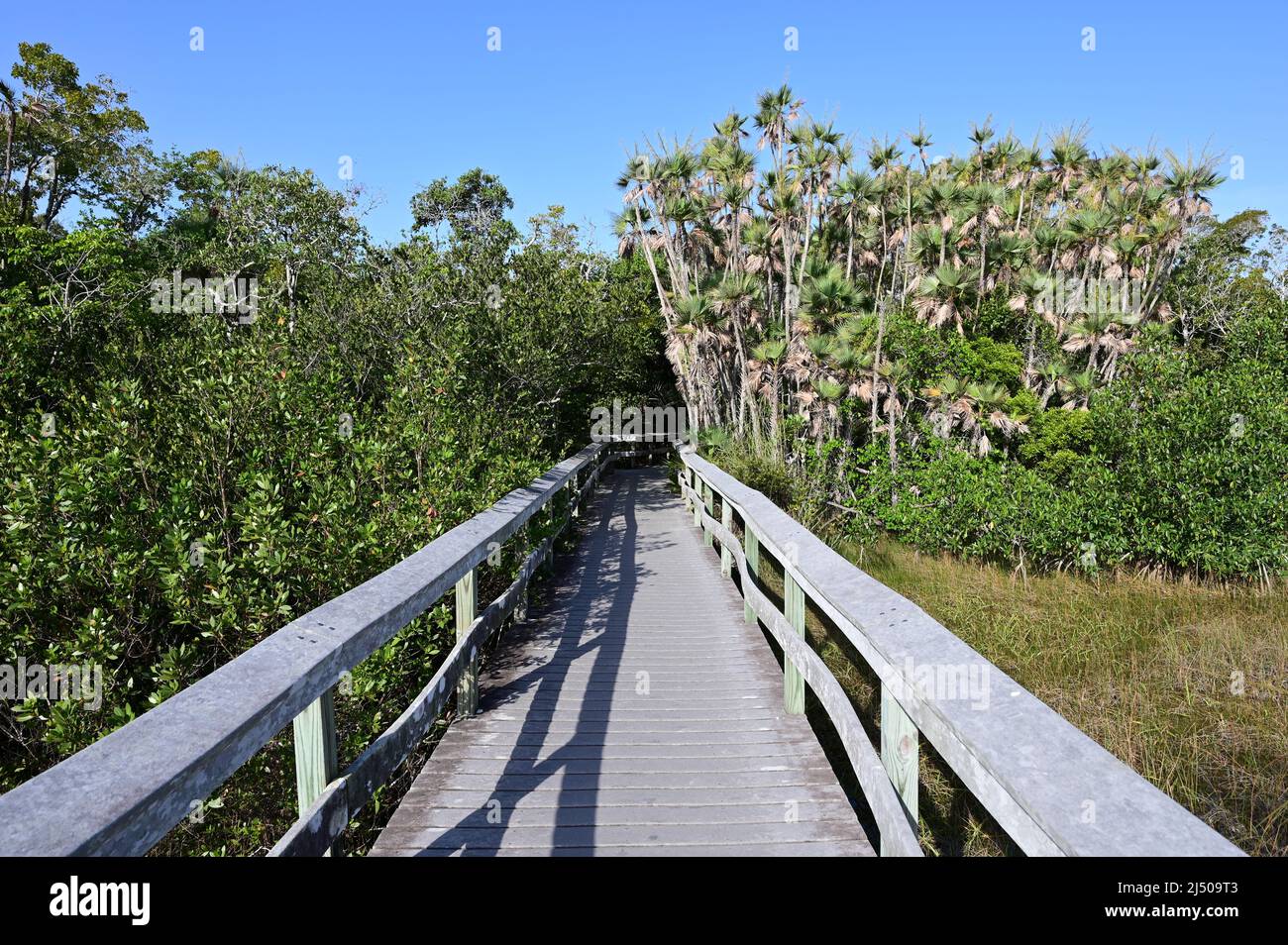 Mahogany Hammock boardwalk through natural hardwood hammock in ...