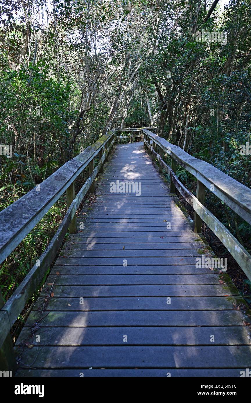 Mahogany Hammock boardwalk through natural hardwood hammock in ...
